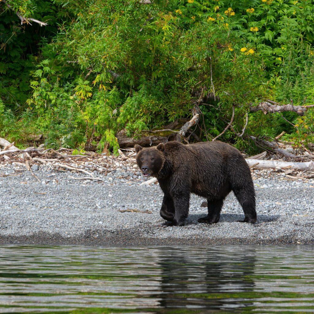 Bear Safety Awareness | SWIFT Learning